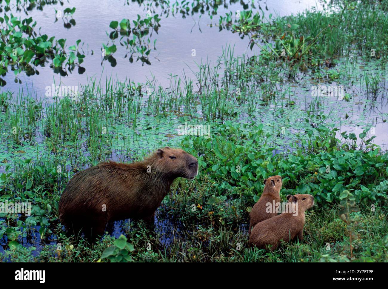Capybara on the llanos, Venezuela, South America Stock Photo - Alamy