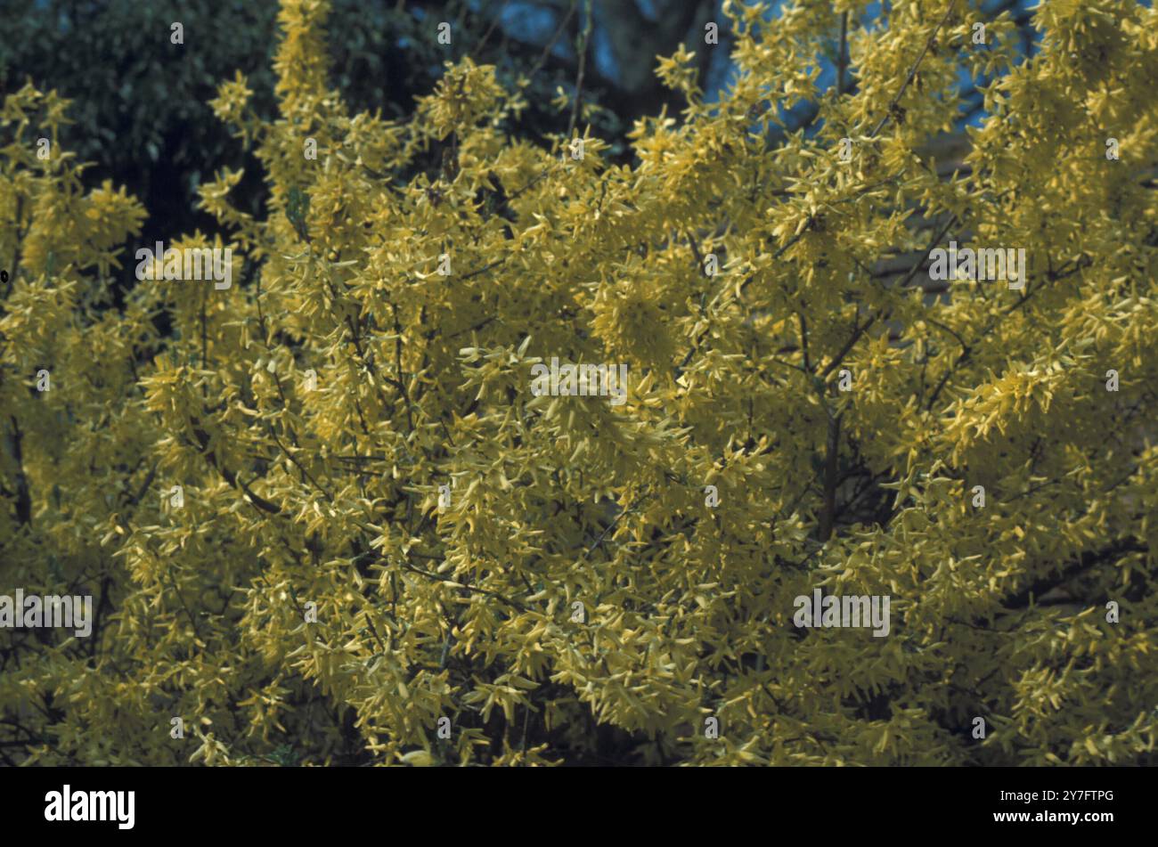 Spring Blossom in Richmond Terrace Gardens Stock Photo - Alamy