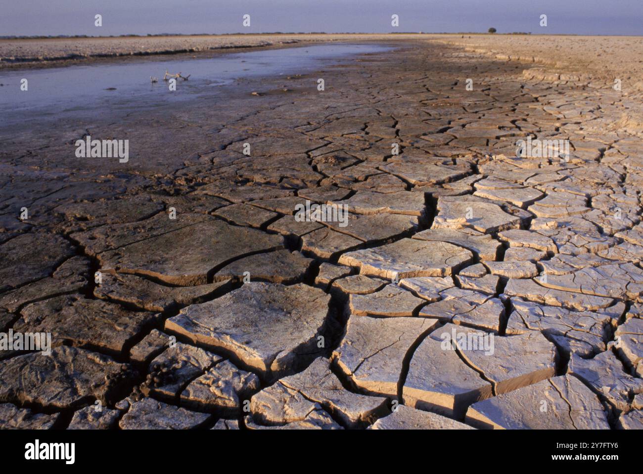Llanos in the dry season, Venezuela, South America Stock Photo - Alamy