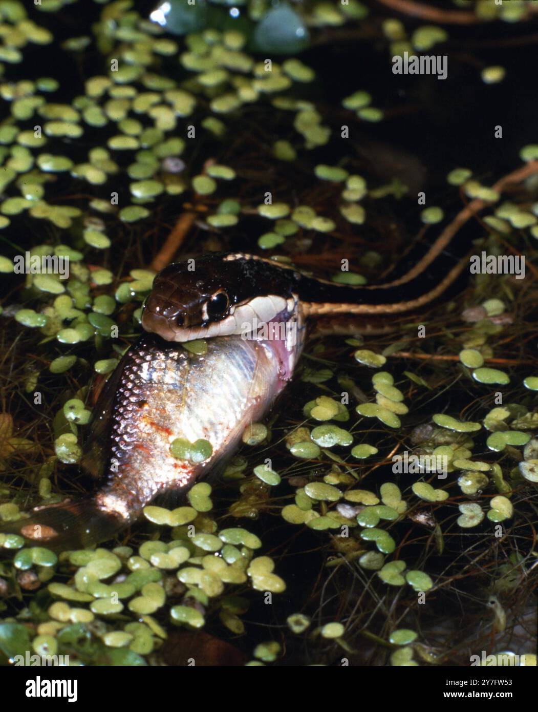 Eastern Ribbon Snake (Thamnophis sauritus) Eating a fish Stock Photo ...