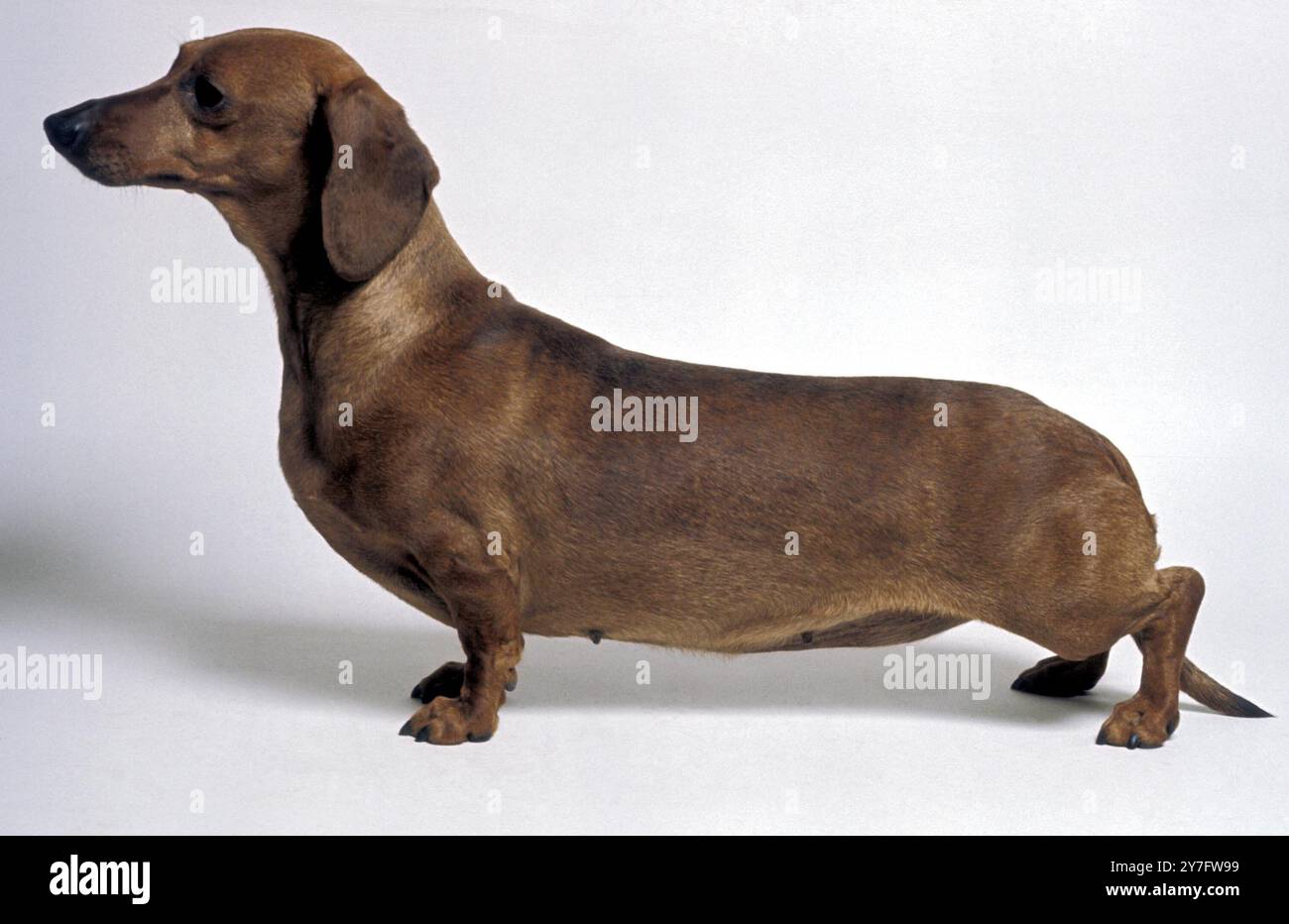 Standard smooth haired Dachshund Stock Photo - Alamy