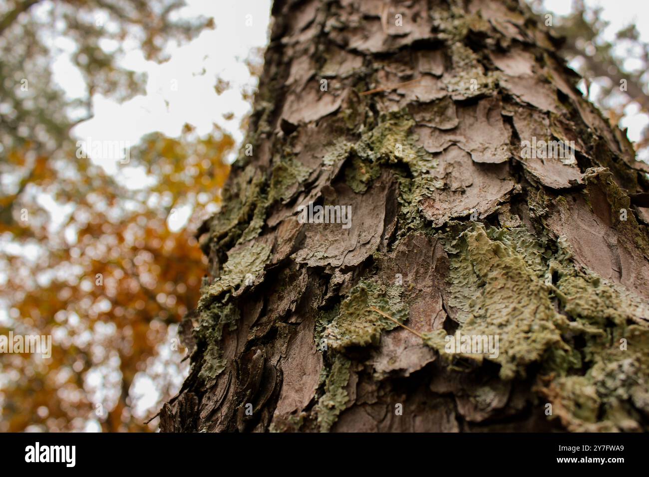 Little tree hugger hi-res stock photography and images - Alamy