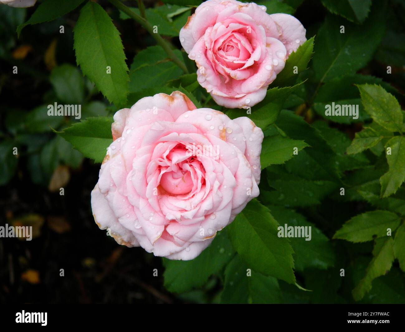 Lush Pink Roses With water Dew droplets After A Rainstorm Stock Photo ...
