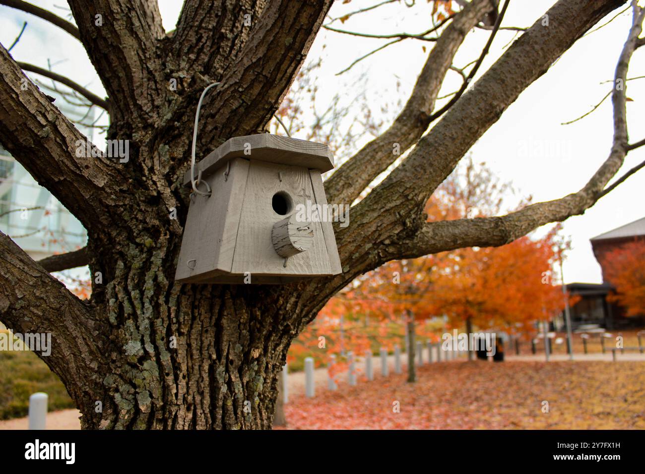 Angular tree hi-res stock photography and images - Alamy