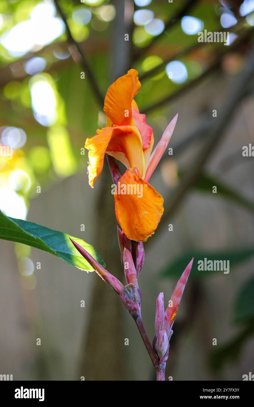 Birds of paradise flower hi-res stock photography and images - Alamy