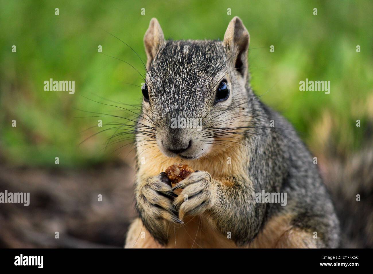 Squirrel with paws up hi-res stock photography and images - Alamy
