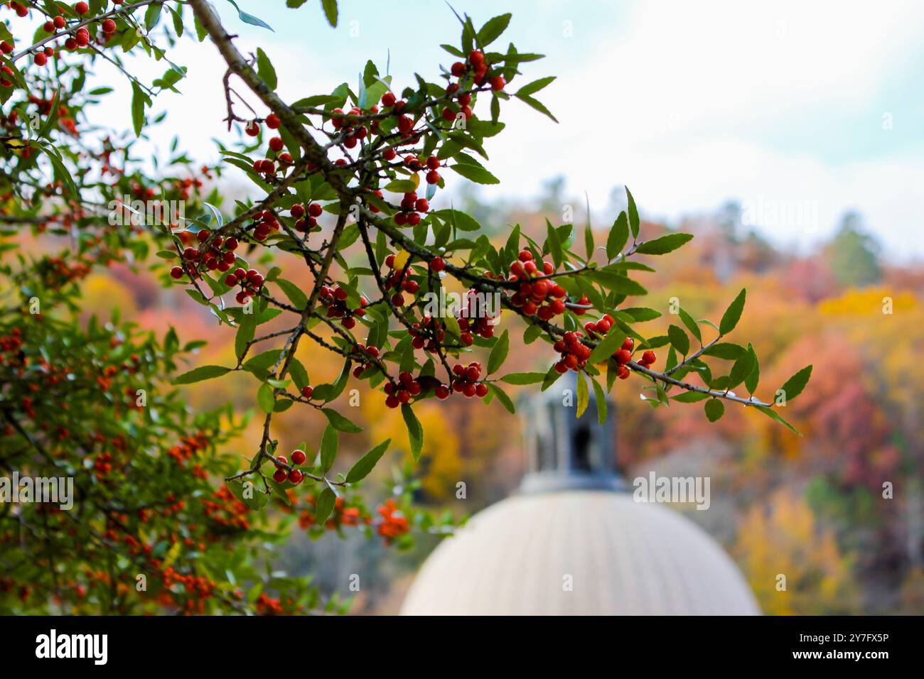 Red Berry Branch In Front of a Fall Forest Stock Photo - Alamy