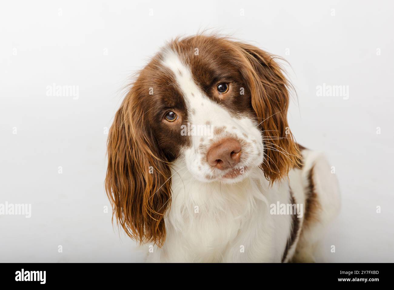 Brown and white springer spaniel with perplexed expression and h Stock ...