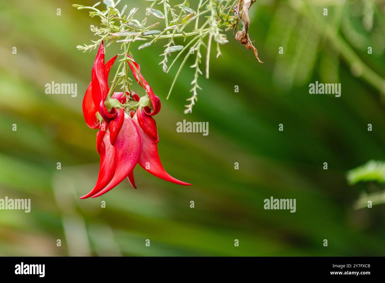 Clianthus maximus hi-res stock photography and images - Alamy