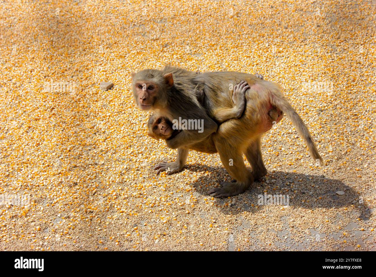 Baby holding on mothers hi-res stock photography and images - Alamy