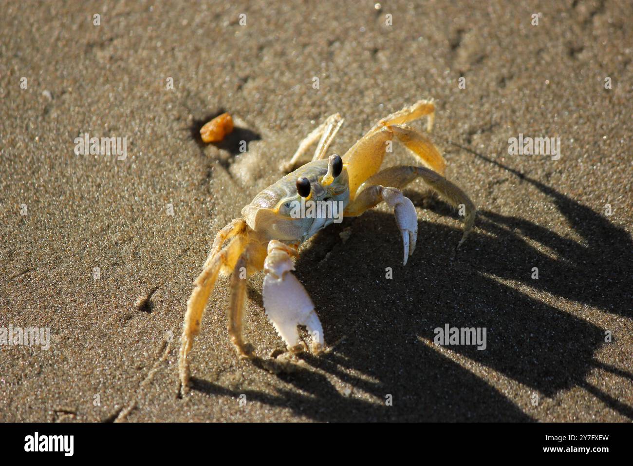 Yellow Crab Walking On The Sandy Beach Stock Photo - Alamy