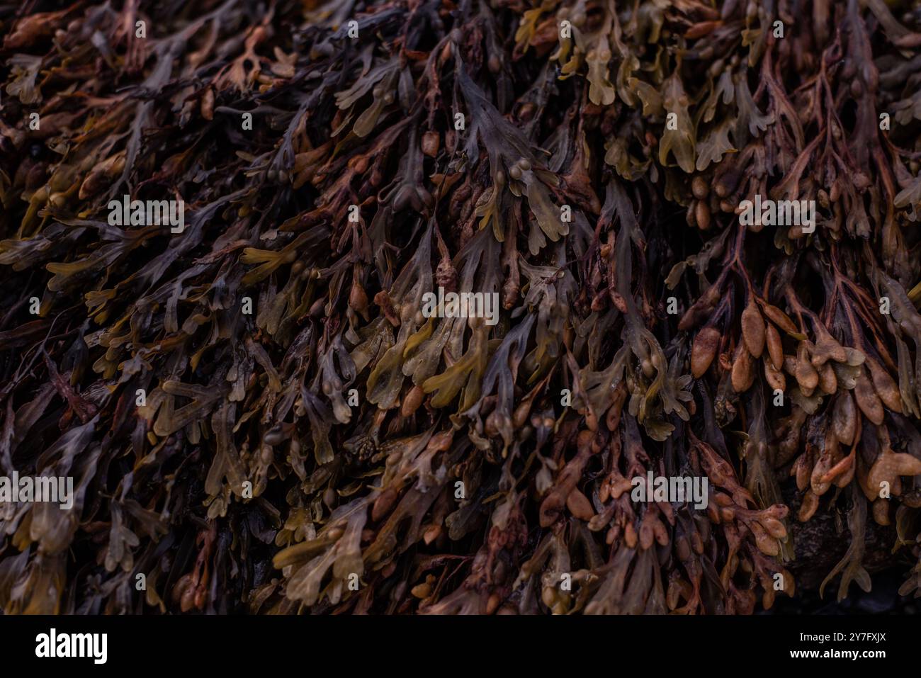 Arctic seaweed hi-res stock photography and images - Alamy
