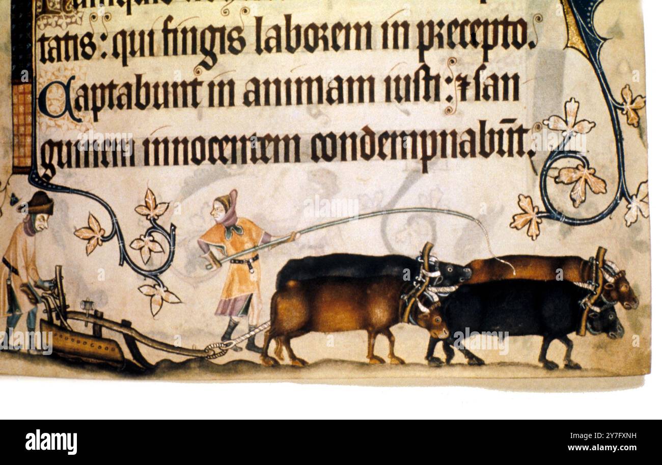 Luttrell Psalter : Ploughing with Oxen (in the British Museum Stock ...