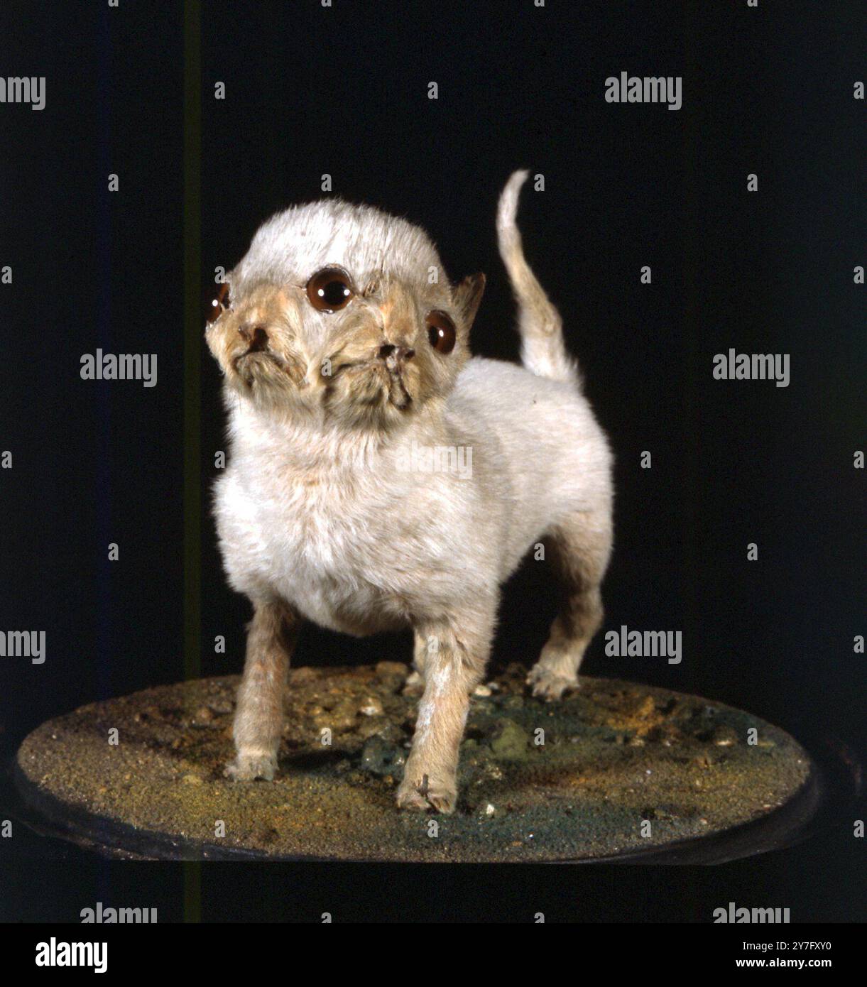 Two headed dog hi-res stock photography and images - Alamy