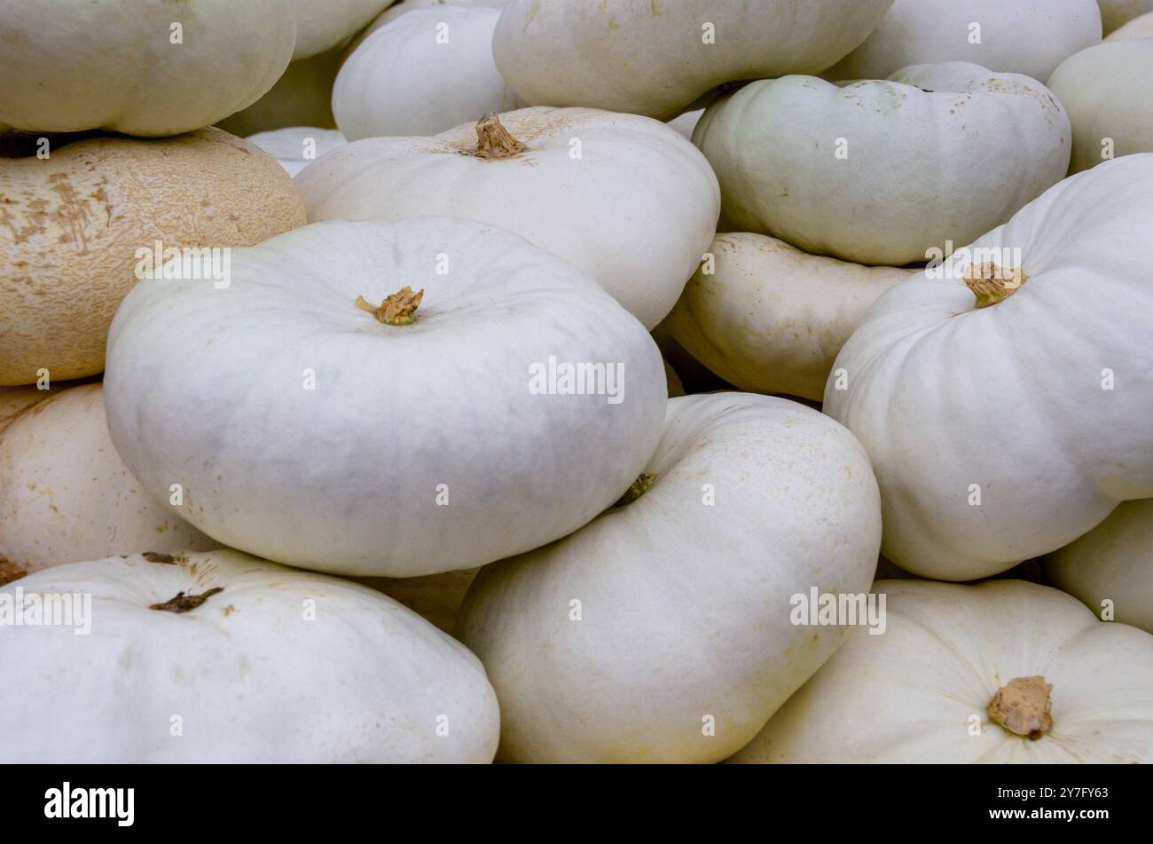 A Stack of White Pumpkins Stock Photo - Alamy