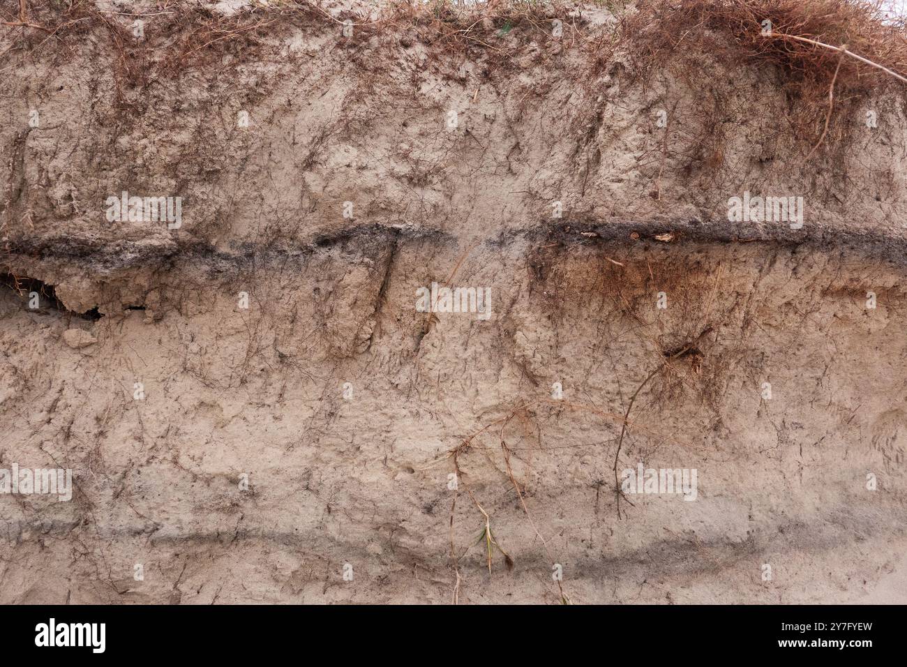 Detail of steep dune scarp after wave attack, roots of Marram grass and ...