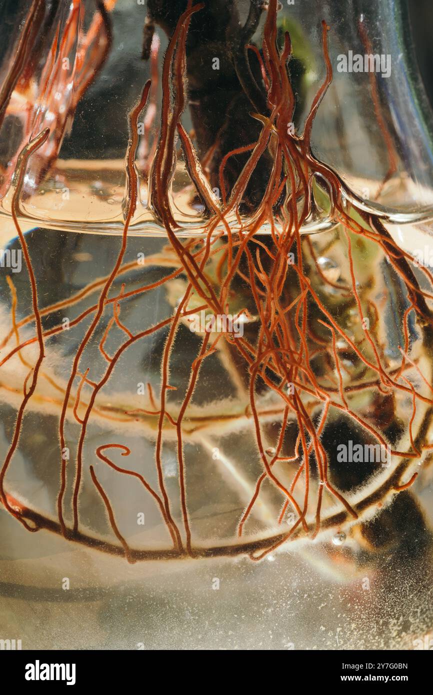 Growth of roots in water hi-res stock photography and images - Alamy