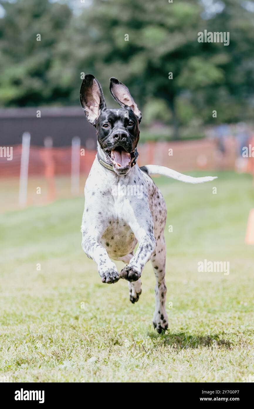 Happy Black and White English Pointer Running Lure Course Dog Sport ...