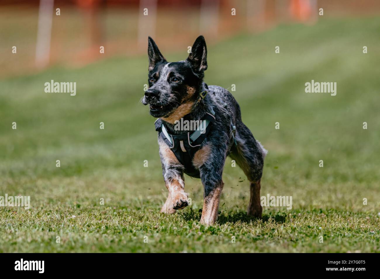 Blue Merle Australian Cattle Dog Heeler Running Lure Course Stock Photo ...