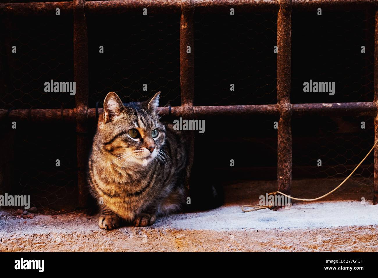 Two color eyed cat on streets in Venice, Italy Stock Photo - Alamy