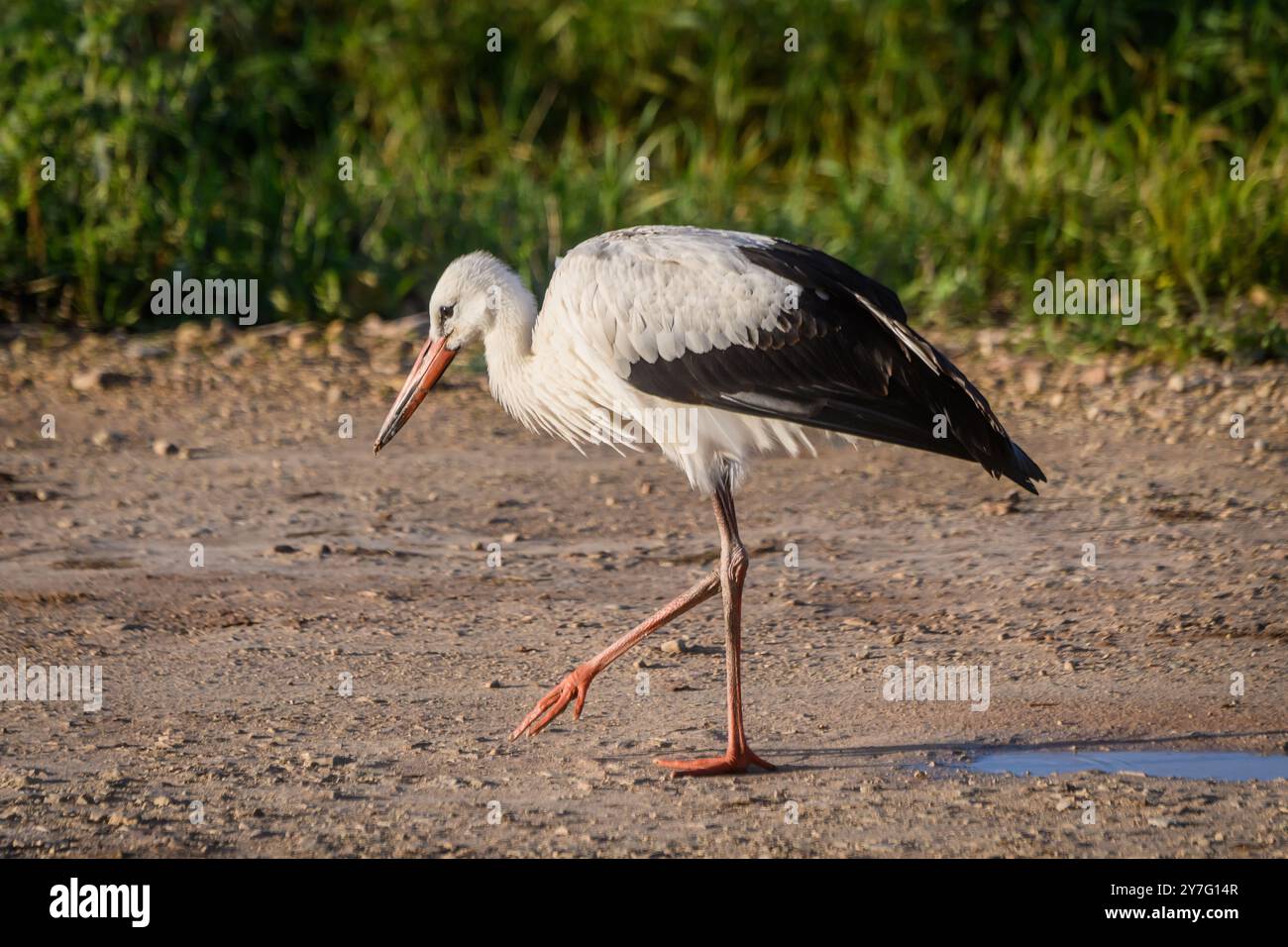 Selective focus photo. White stork bird, Ciconia ciconia Stock Photo ...