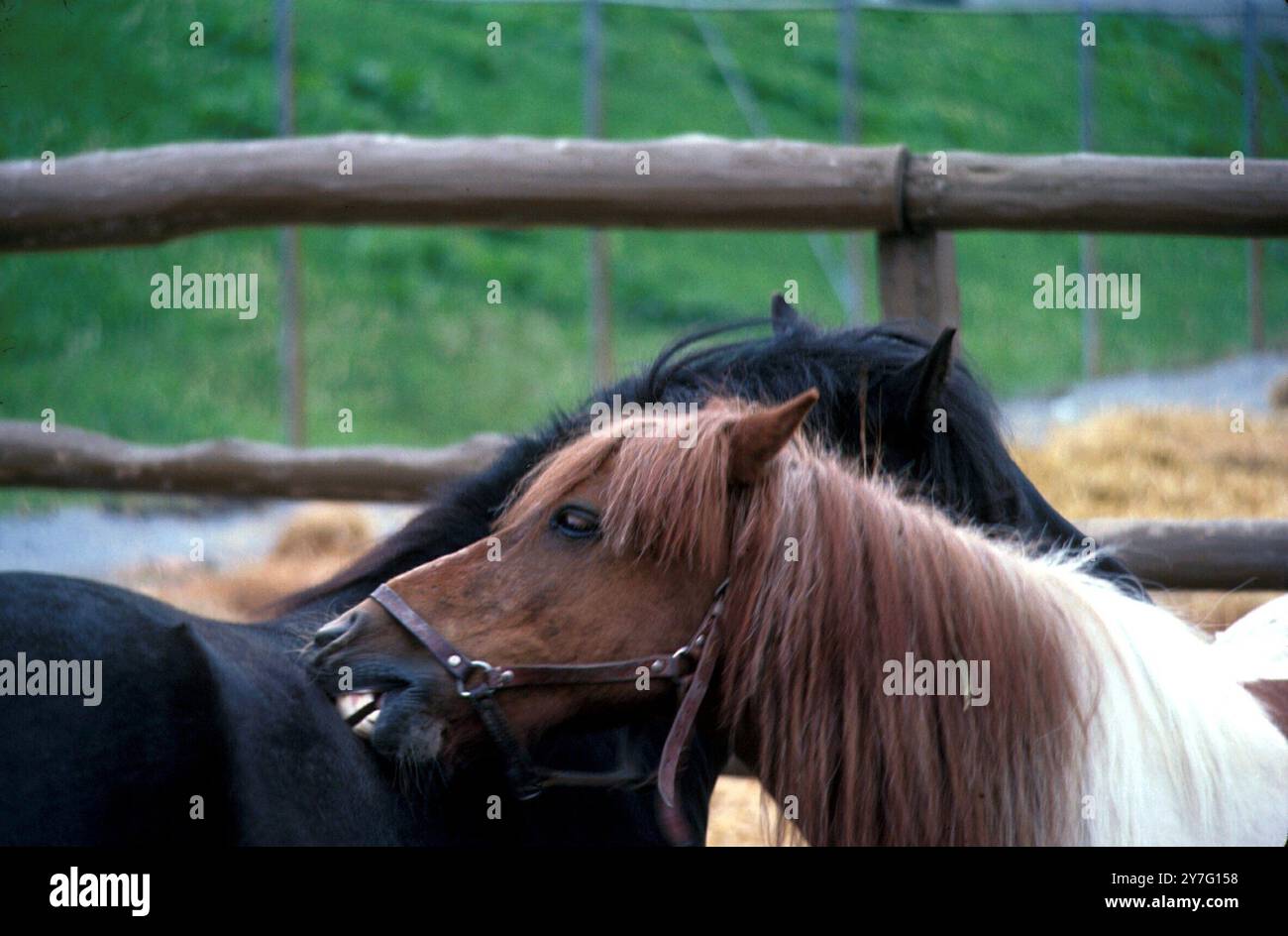 Switzerland ponies cleaning another ponies back Stock Photo - Alamy