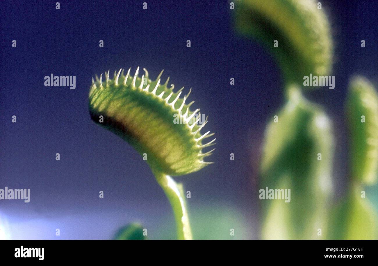 The Insectivorous Plant Venus Fly Trap Stock Photo - Alamy