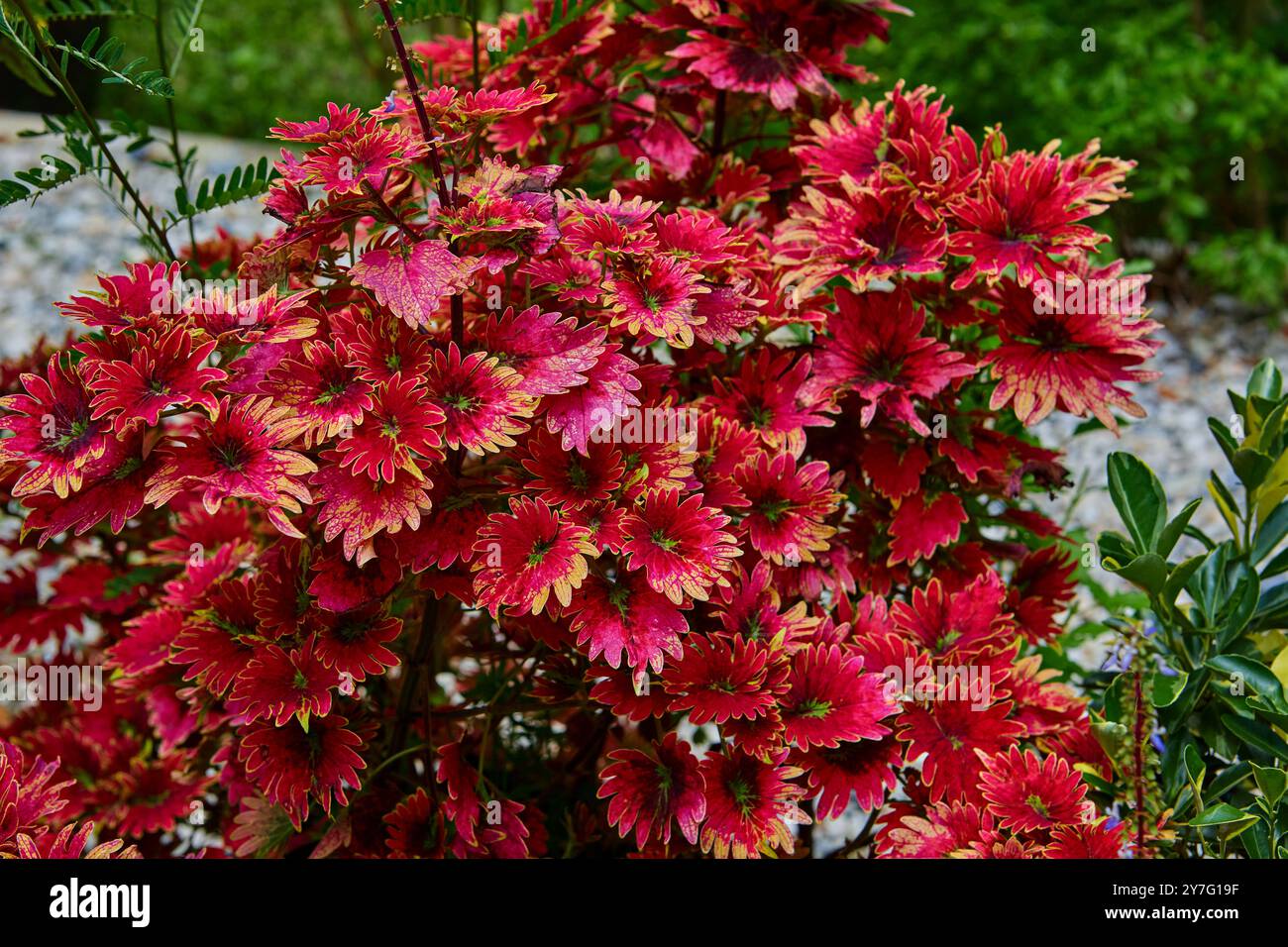 Lush coleus leaves vibrant hi-res stock photography and images - Alamy