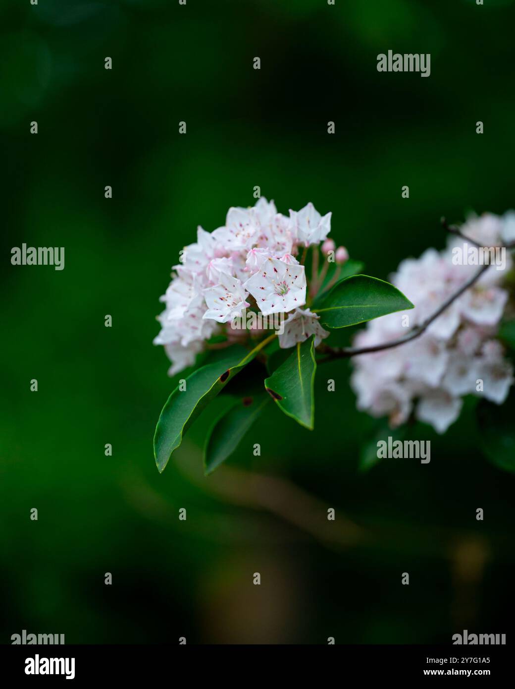 Mountain laurel growing in hi-res stock photography and images - Alamy