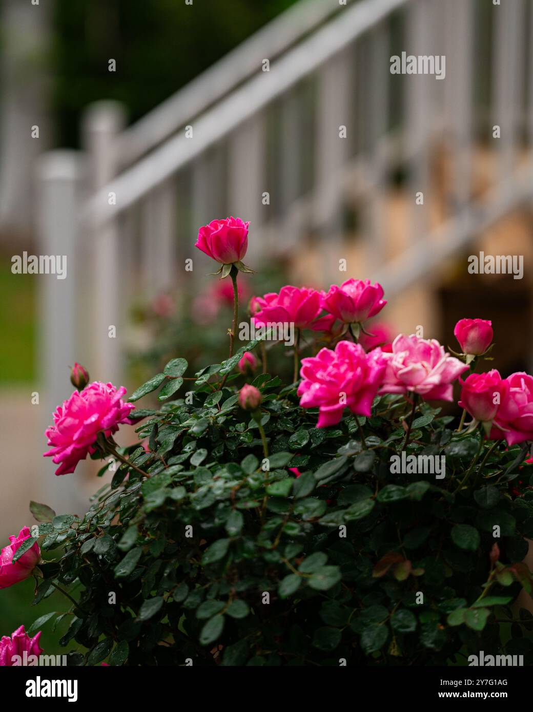 double knock out rose tree blooms growing in a garden bed Stock Photo ...