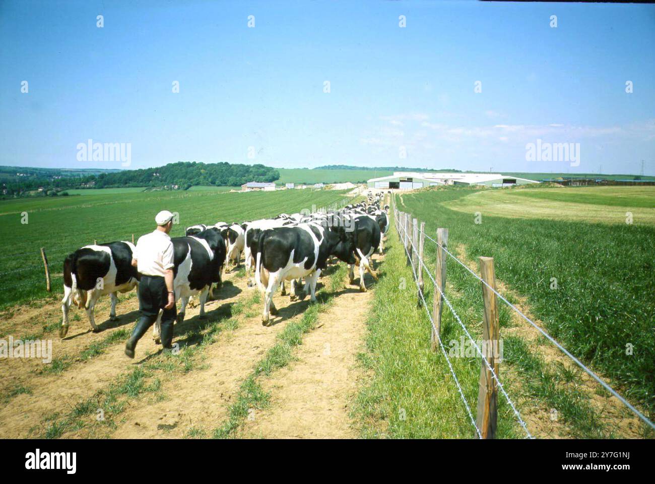 Cows being led off for milking Stock Photo - Alamy