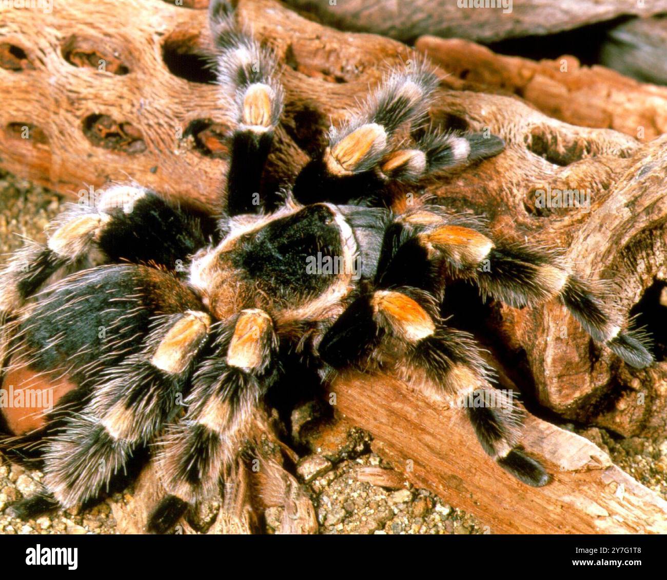 Mexican Red Knee Tarantula Stock Photo - Alamy