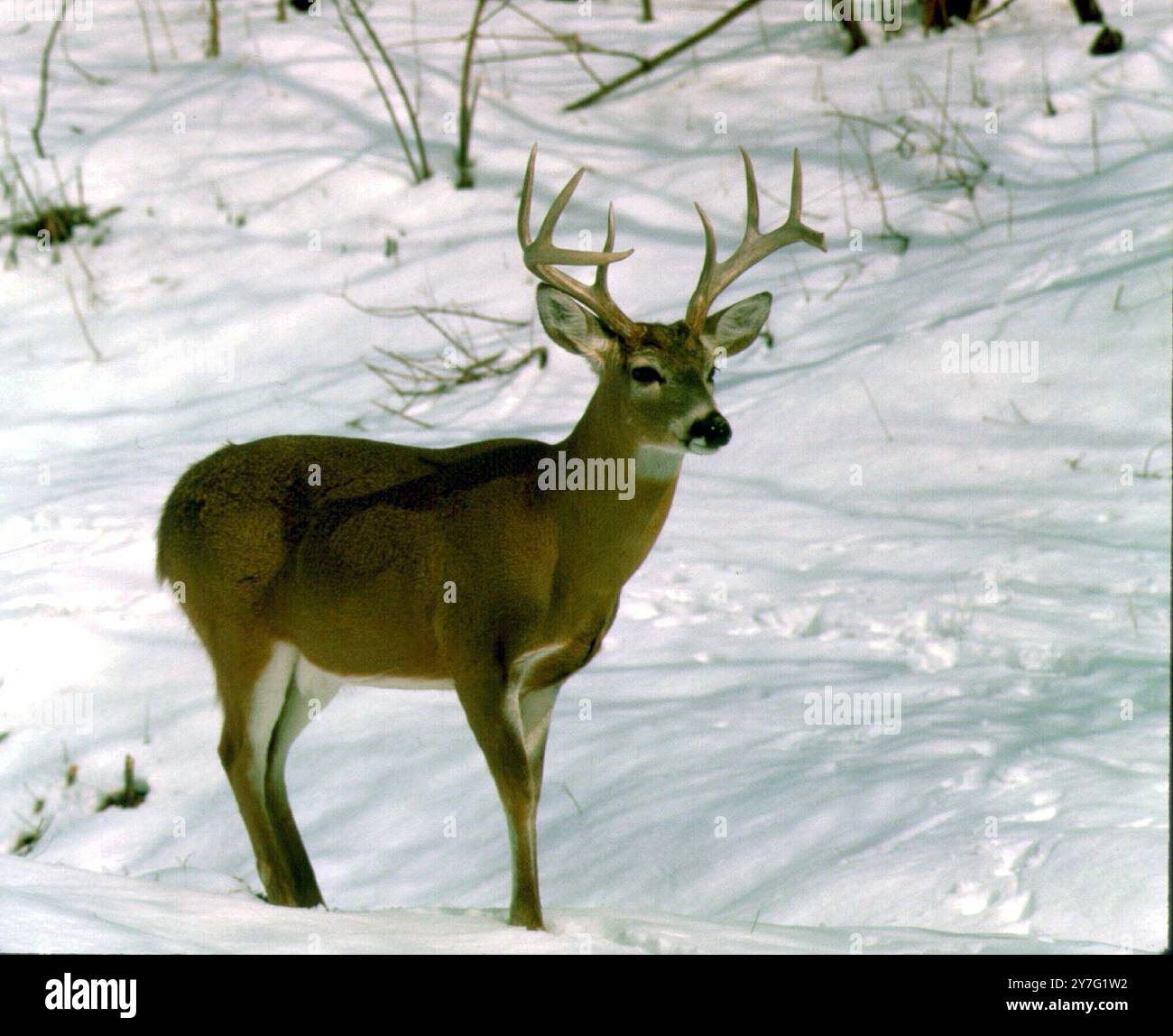 Male Whitetail Deer Stock Photo - Alamy