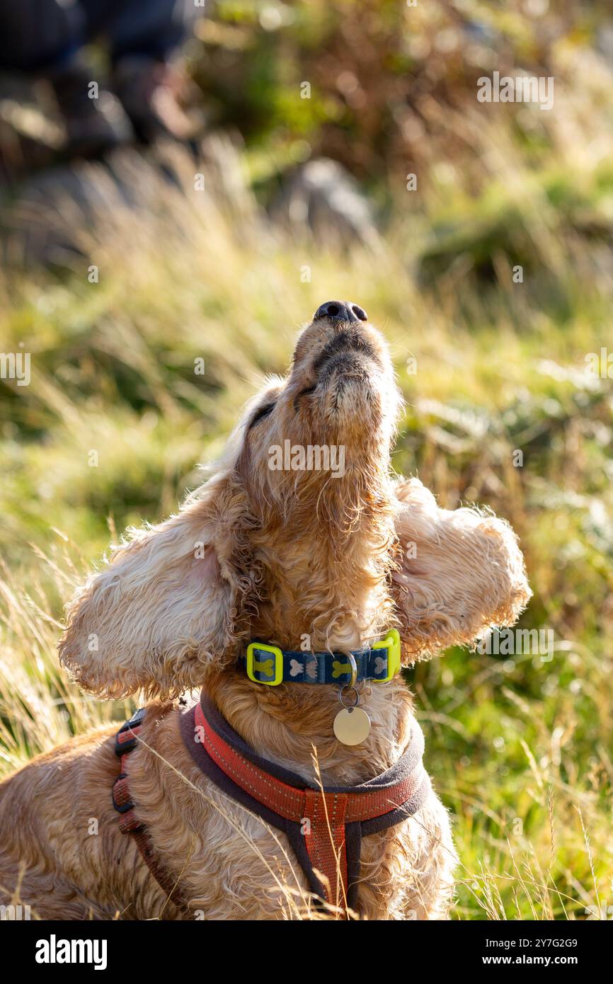 A close up profile of a Cocker Spaniel howling Stock Photo - Alamy