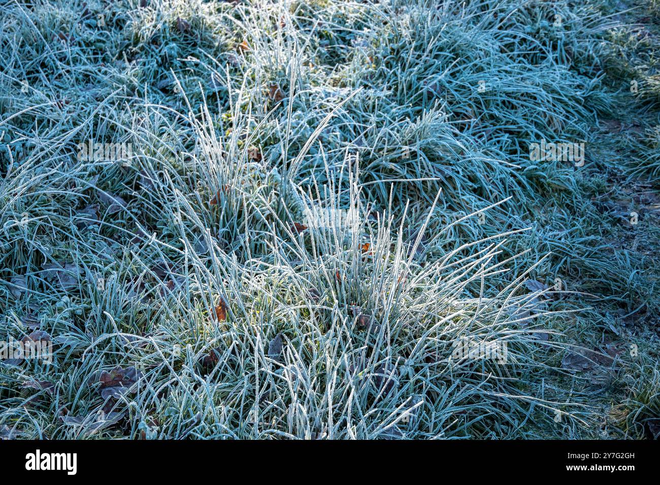 Early morning frost on the ground as sunlight breaks through on the ...