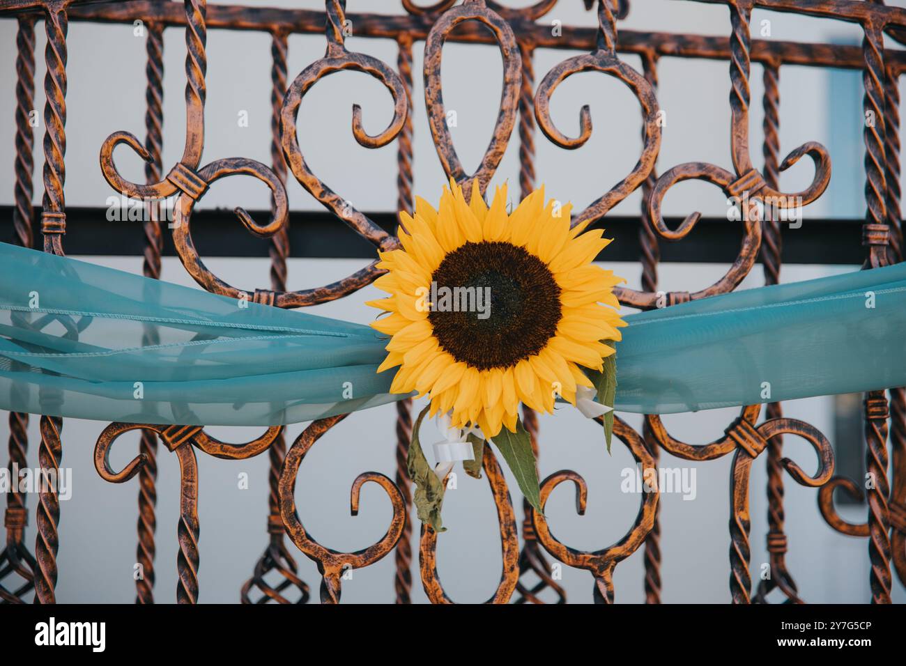 A vibrant sunflower attached to an ornate wrought iron gate with a teal ...