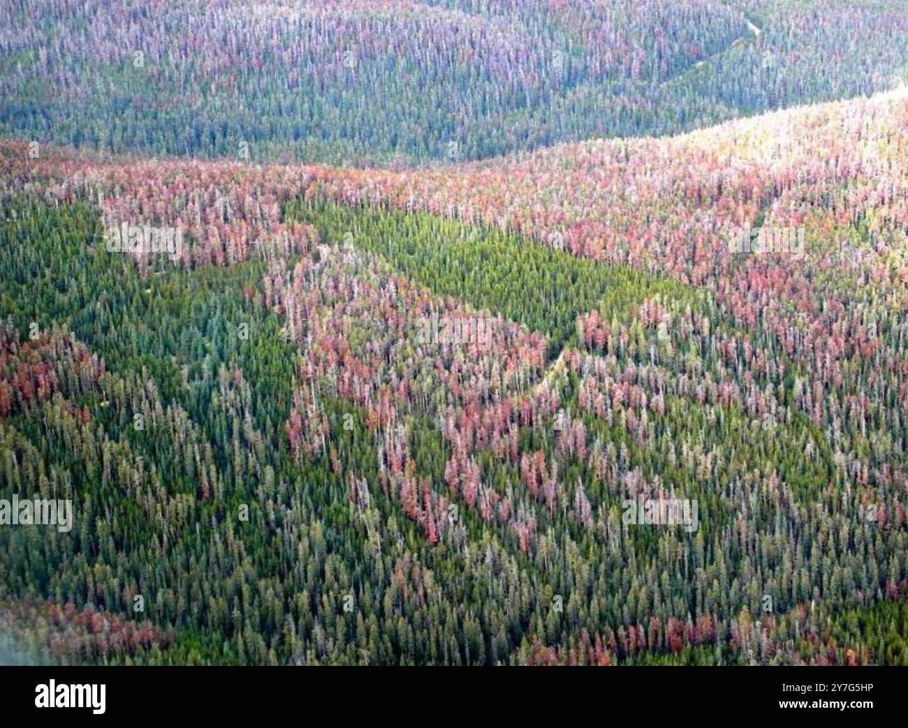 GLOBAL WARMING Warmer weather led to an outbreak of Mountain Pine ...