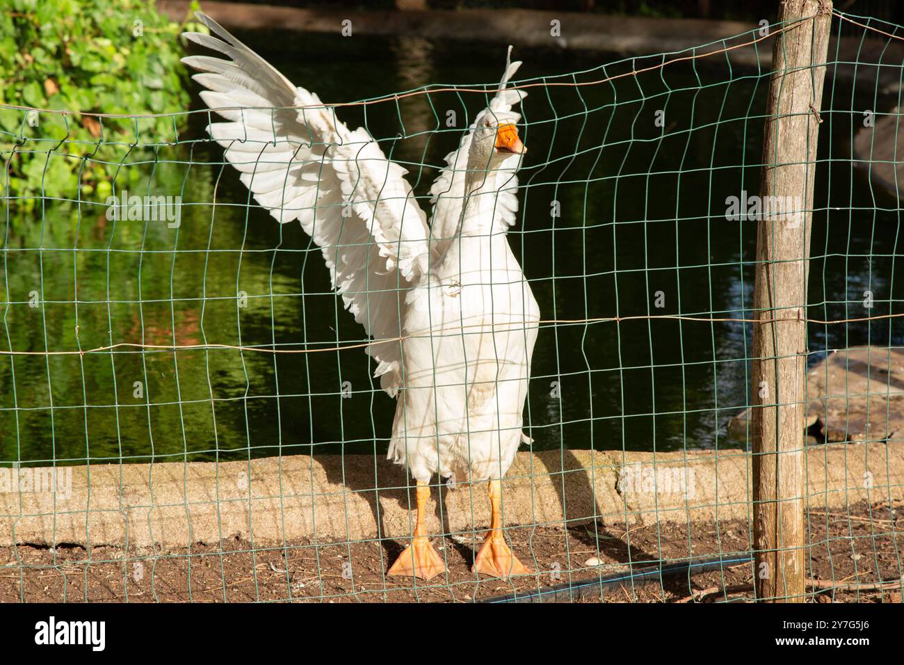 A white goose in front of a fence with wings outstretched Stock Photo ...