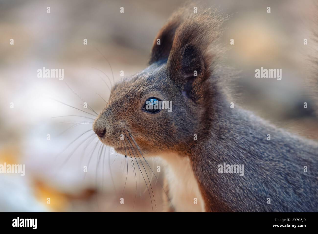 Image captures a close-up side view of a squirrel's head with a blurred ...