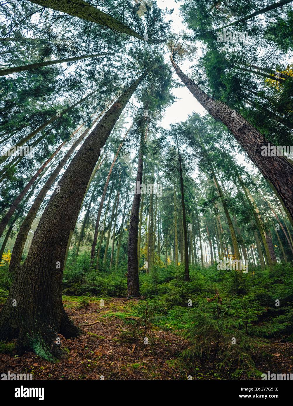 A stunning green forest captured with a wide-angle lens, showing tall ...