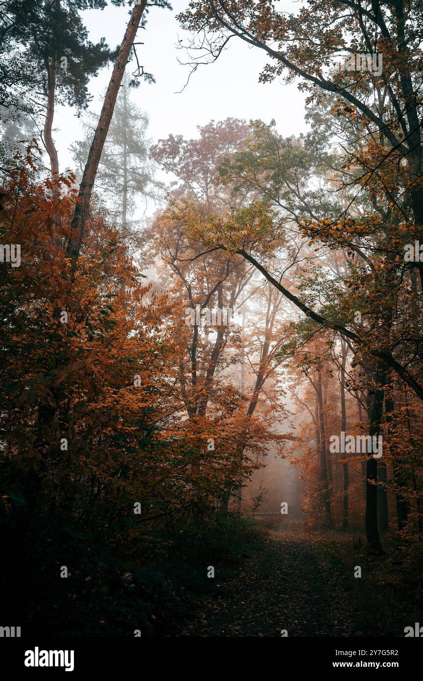 A dark, eerie autumn forest is shrouded in fog. The leaves display ...