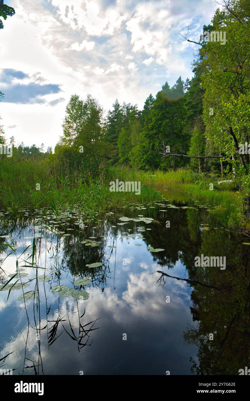 Lake in Sweden. Water lilies and reeds in the water. Trees on the shore ...