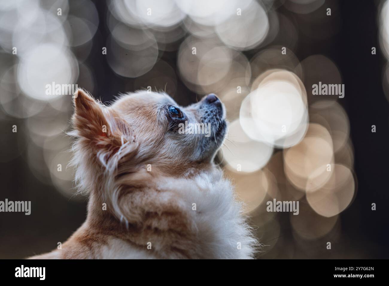A side profile portrait of a Chihuahua looking upwards. The background ...