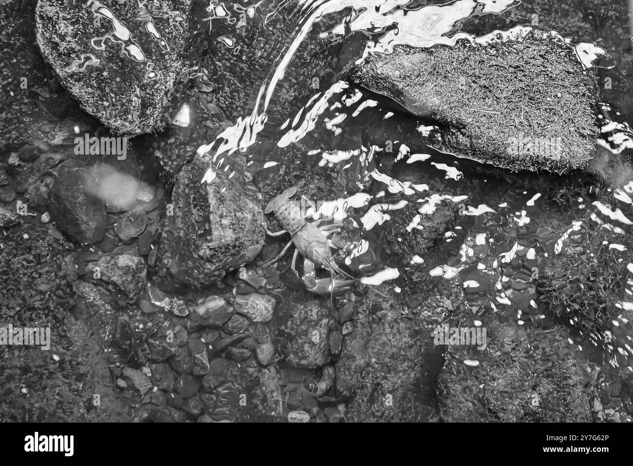 Crayfish in a stream on gravel with stones. Crayfish in nature ...