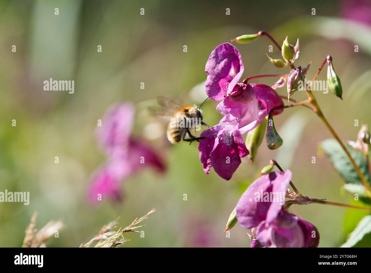 Bumblebee approaching a pink flower in the garden. Insect photo from ...
