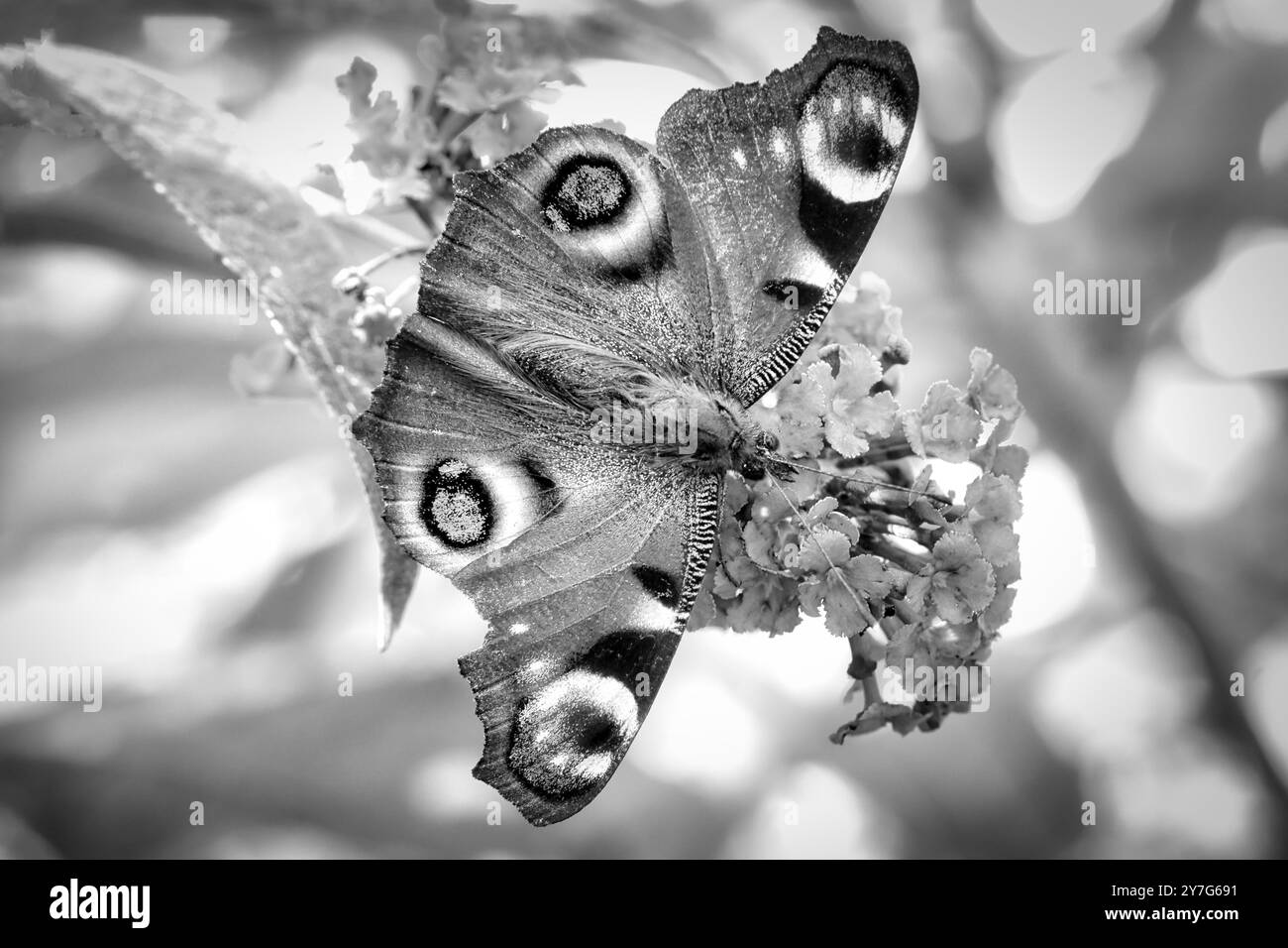 Lilac bush Black and White Stock Photos & Images - Alamy