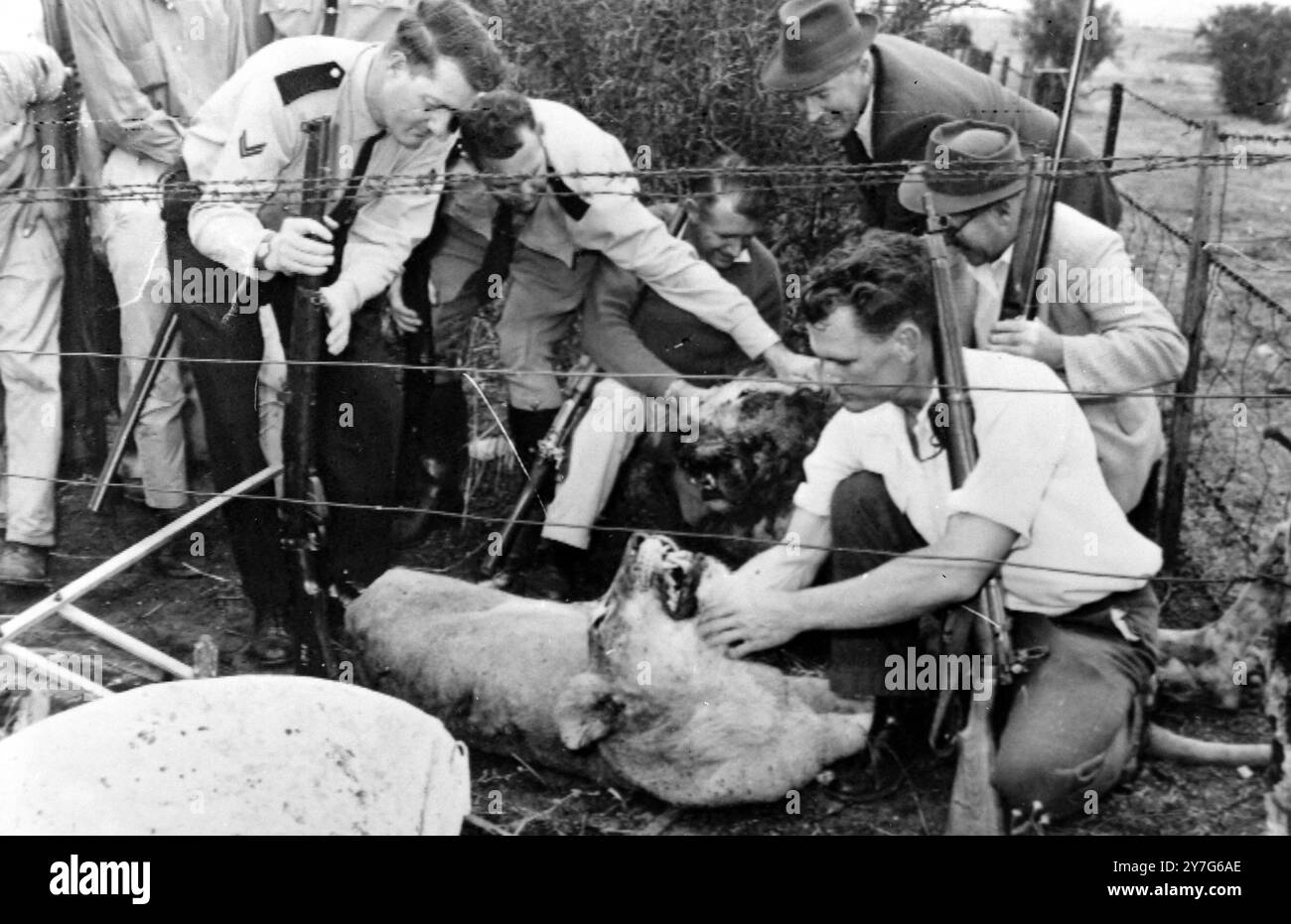 ADELAIDE CIRCUS 4 LIONS ESCAPED AND KILLED MAN IN AUSTRALIA HAMBLY BIG ...