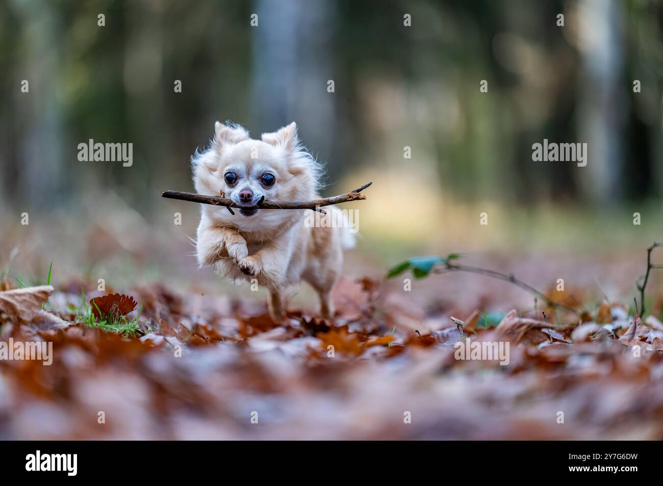 A chihuahua is captured mid-run in a forest, holding a stick in its ...