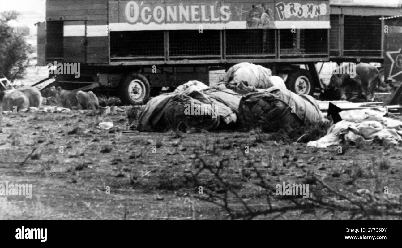 ADELAIDE CIRCUS 4 LIONS ESCAPED AND KILLED MAN IN AUSTRALIA ; 22 ...