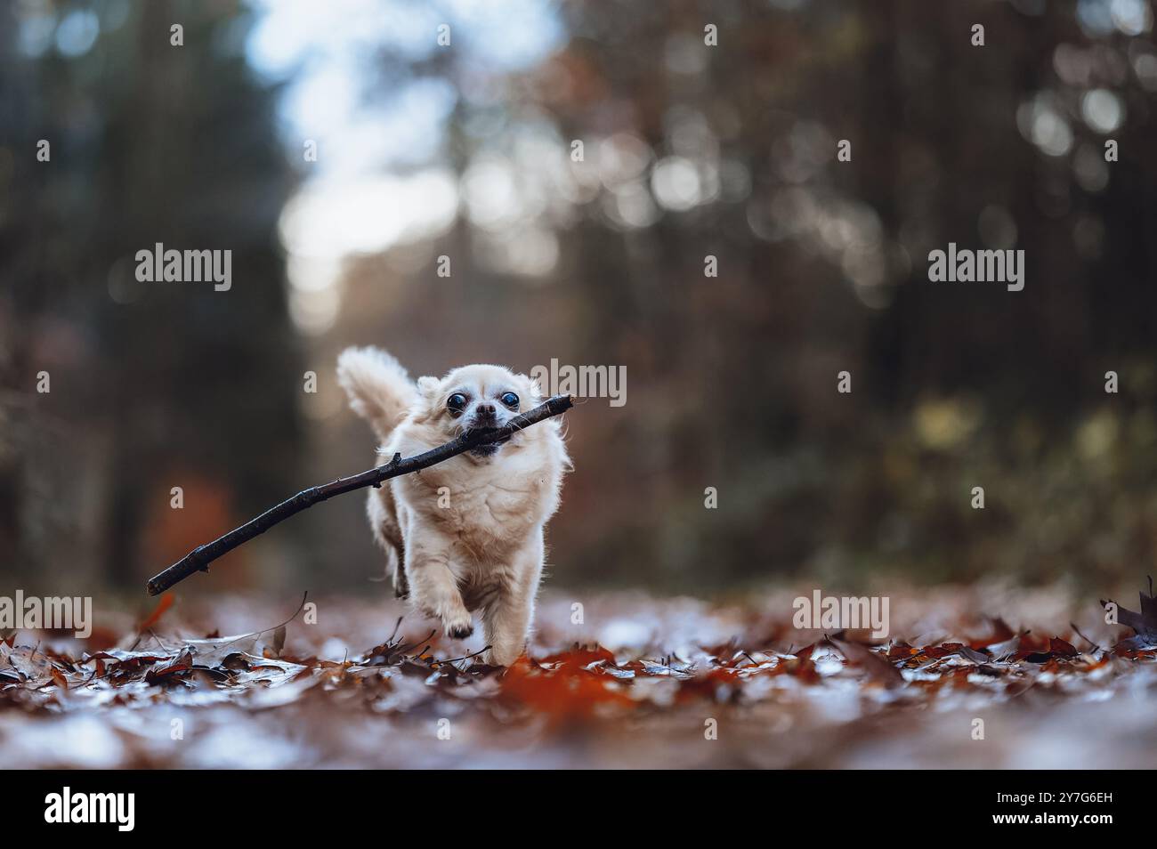A chihuahua is captured mid-run in a forest, holding a stick in its ...